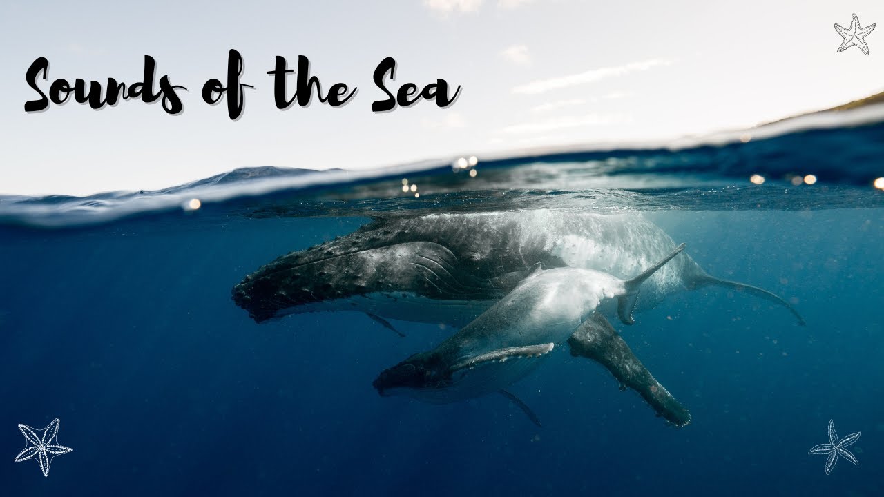 Sounds of the Sea | Ambient Music | Relaxation | Orca Sounds | Sleep ...