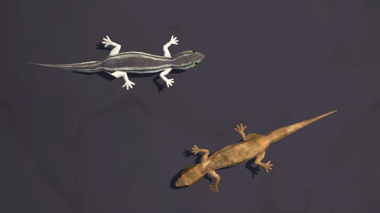 Lizards on Screen for Cats – Lizards crawl, squeak and hide. Lizard ...