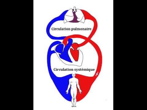 Circulation systemique et pulmonaire - YouTube