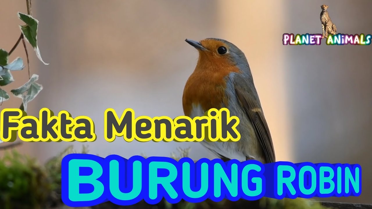 Fakta Menarik dari burung "ROBIN" | Spesies Burung yang Jadi Nama ...