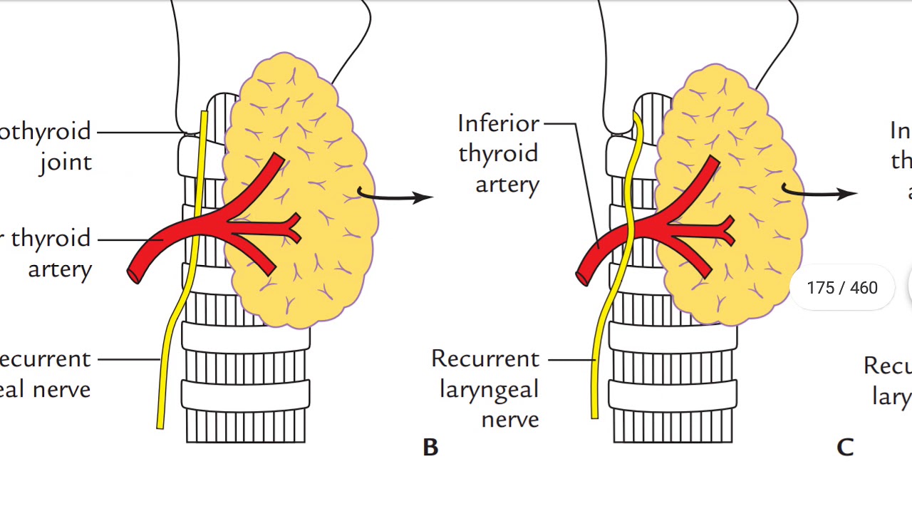 Thyroid gland part 4 - Arterial supply... Venous drainage... Lymphatic ...