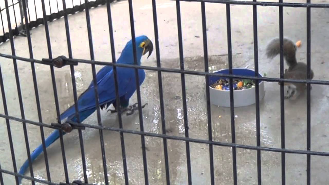 Squirrel vs Macaw, who will eat? - YouTube
