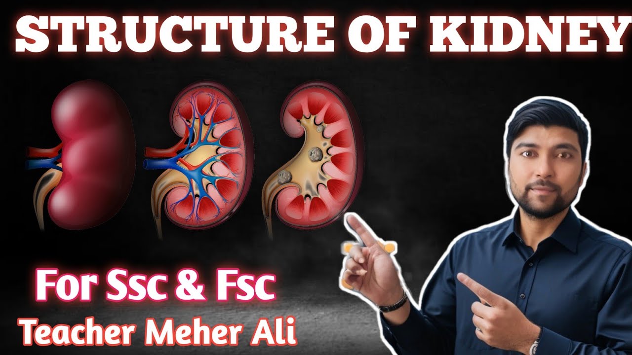 Kidney Structure | Kidney structure and Function | kidney structure ...