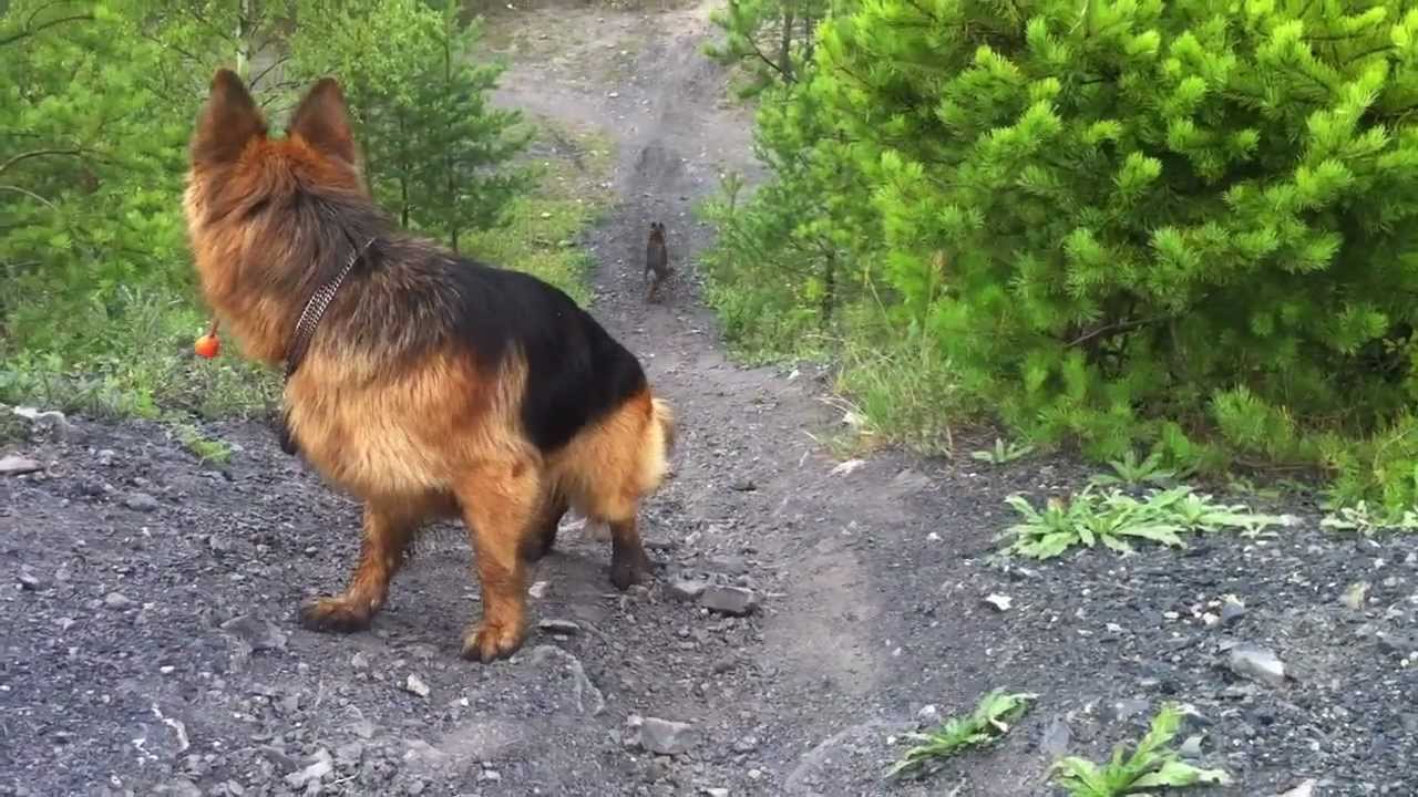 The German Sheperd Dog Saba, Tobi i Parys. - YouTube