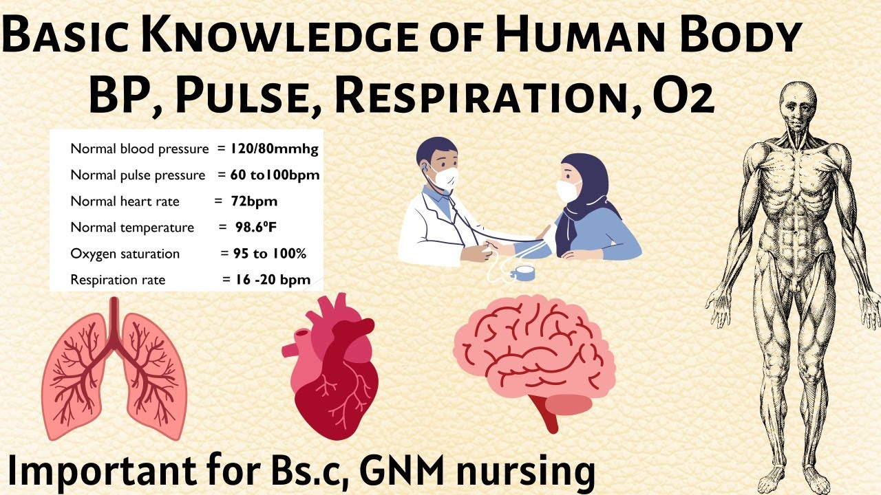 Basic knowledge of human body |BP | Pulse | Heart rate | |Respiration ...