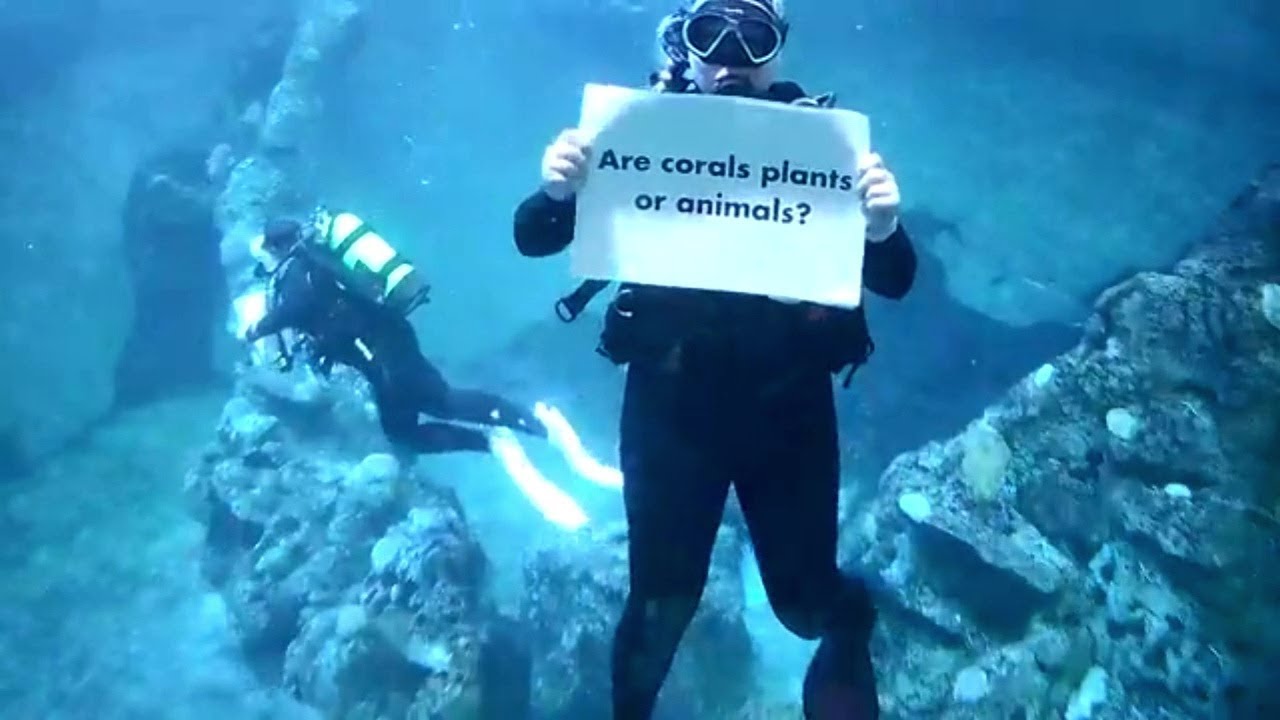 Coral Reef Trivia With Scuba Divers - YouTube