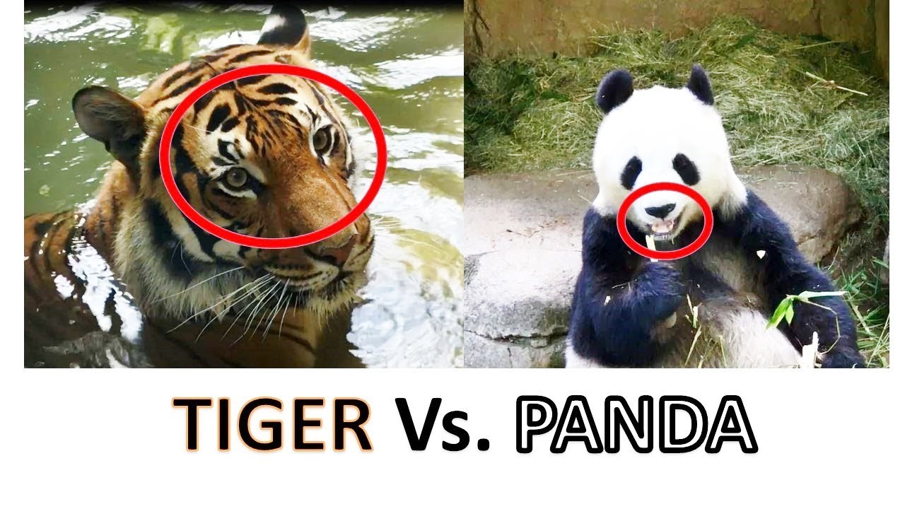 $1500 ONLINE TREASURE HUNT | Tiger vs. Panda | Clue 3 of 4 | HOW MANY ...