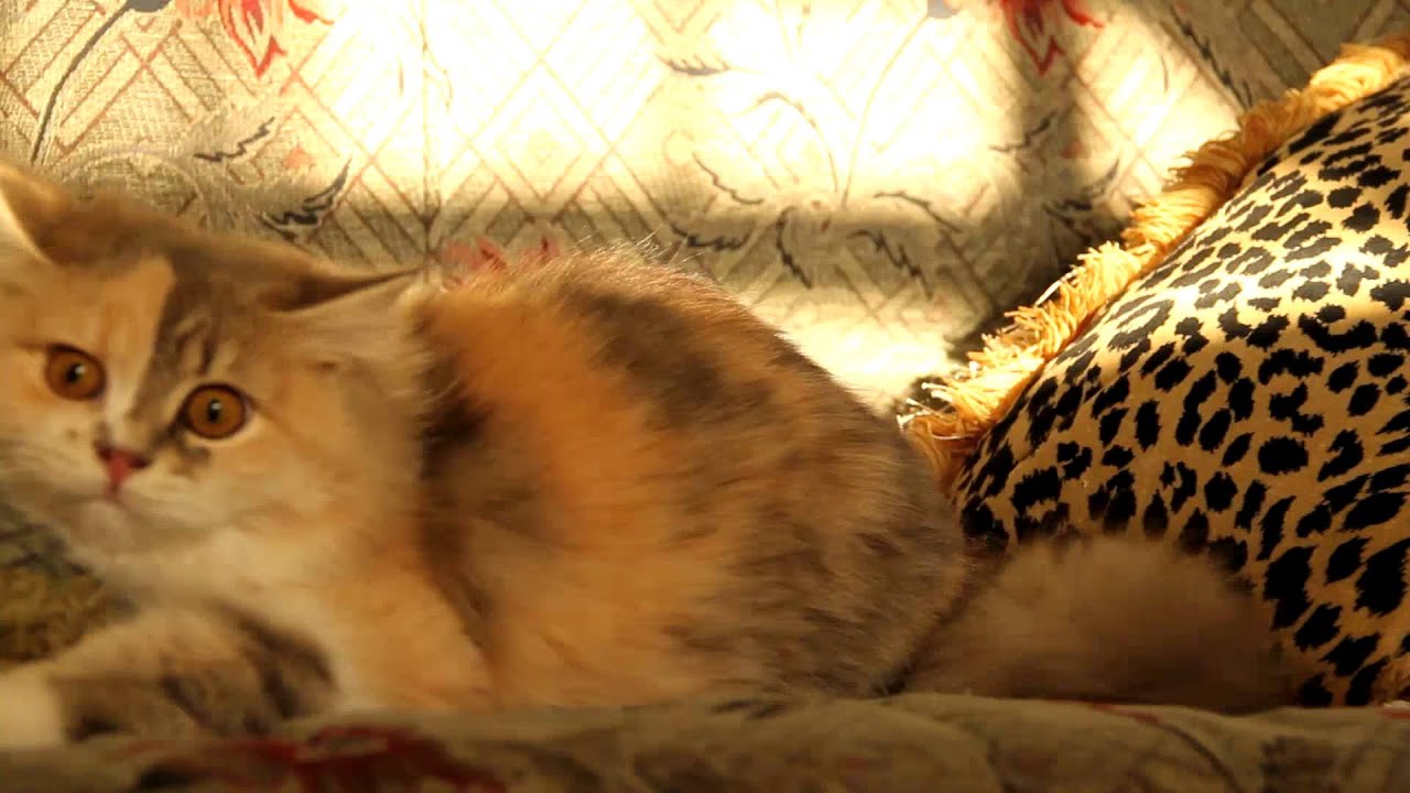 Me and my cat ( cutty kitty ) - YouTube