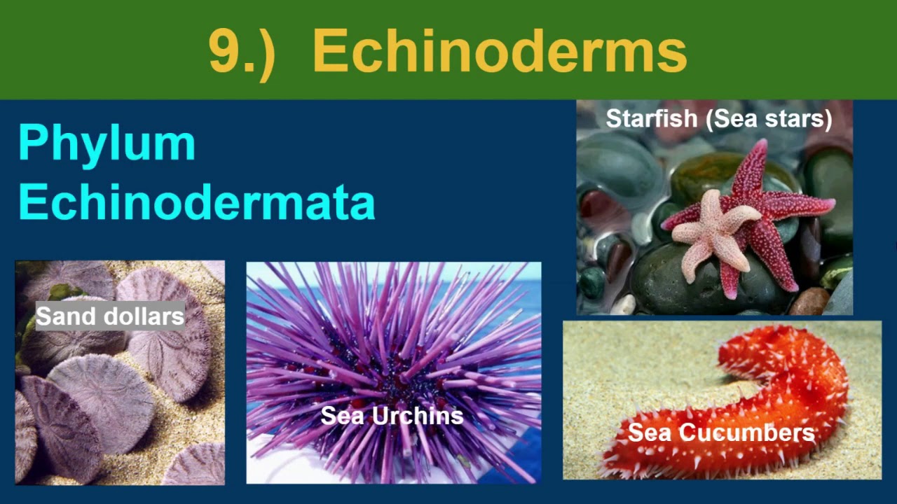 Zoo - Unit 1 Lesson 3 Notes (Subgroups of Animals) - YouTube