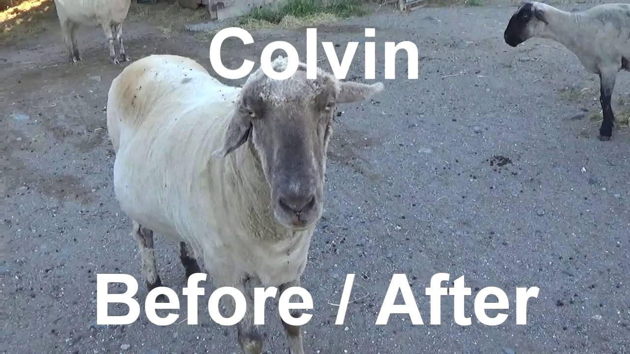 Sheep haircut ! - YouTube