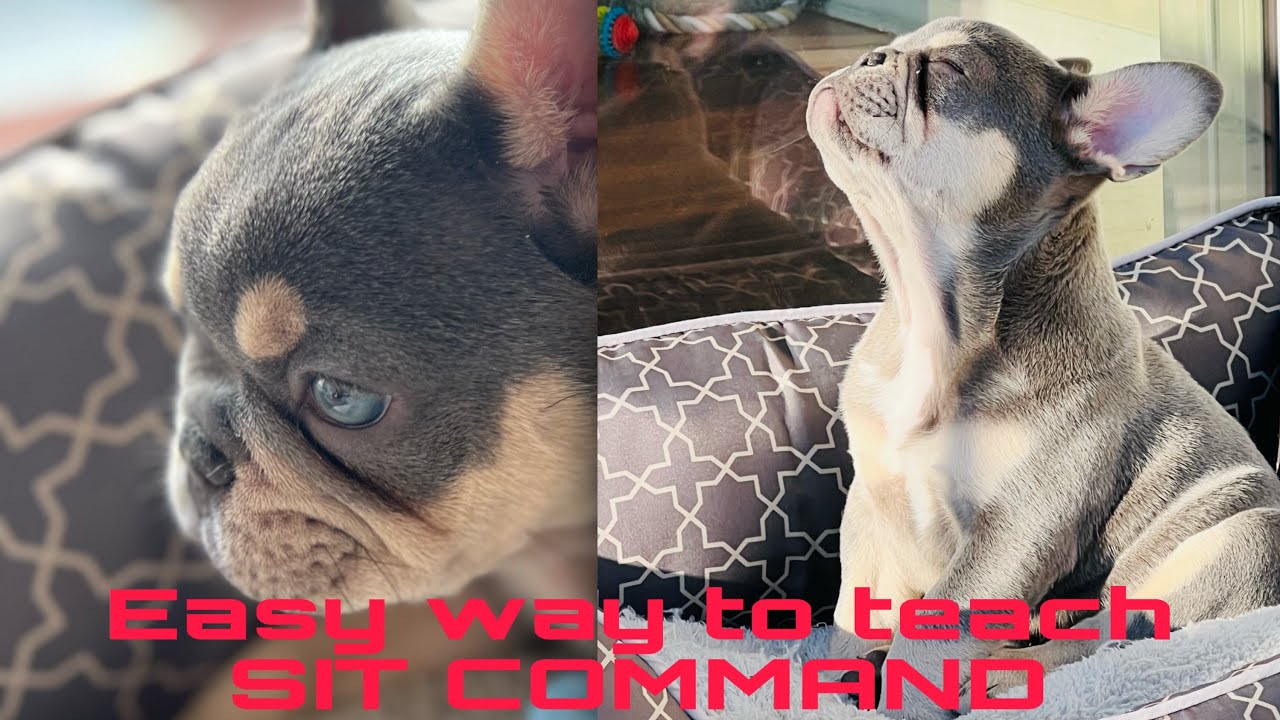 Easy way to teach SIT command to puppy || MessieFrenchbulldog || Winter ...