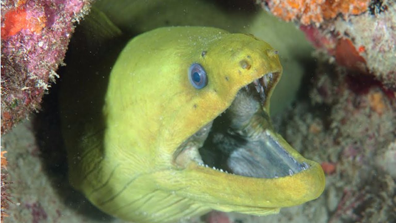 Moréias em Aquários Marinho - YouTube