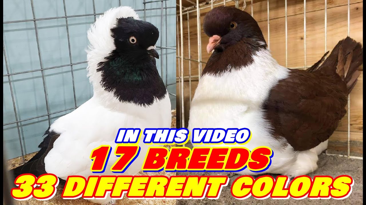 Gorgeous & Colorful Fancy Pigeon Fair #58 - YouTube
