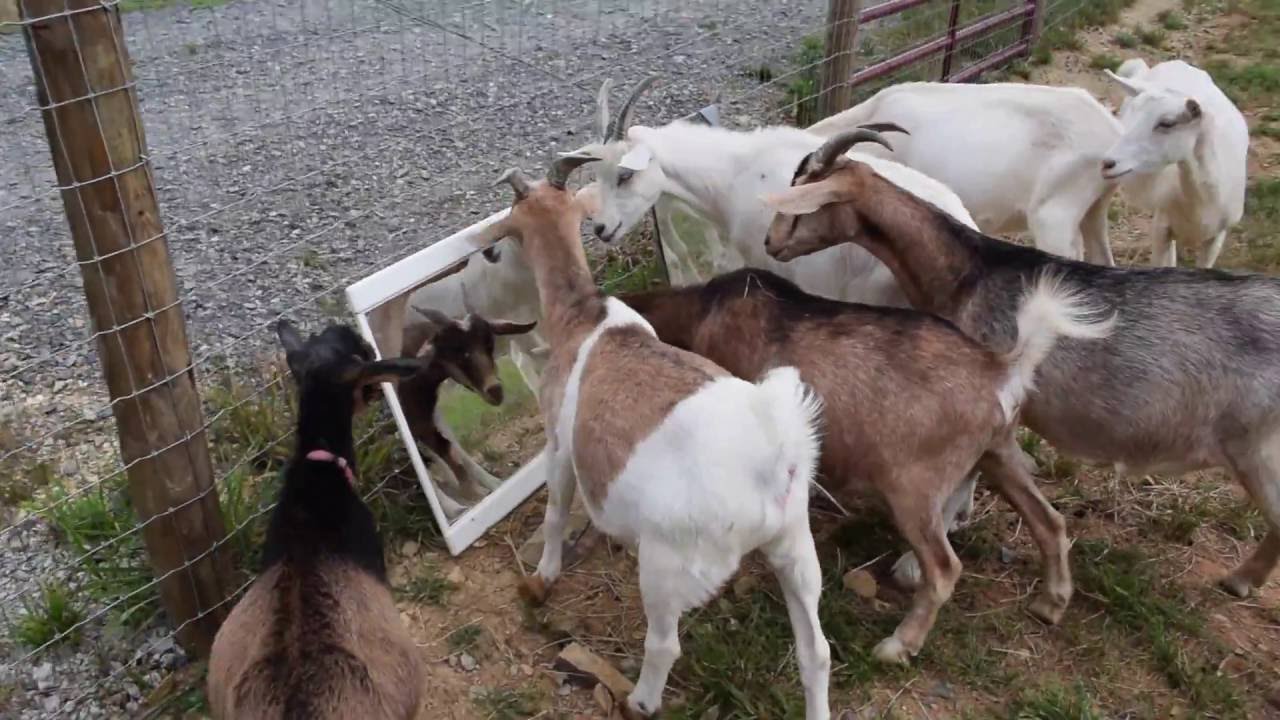 Goats and Mirrors - YouTube