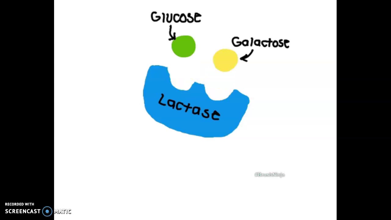 Enzyme animated GIF - YouTube