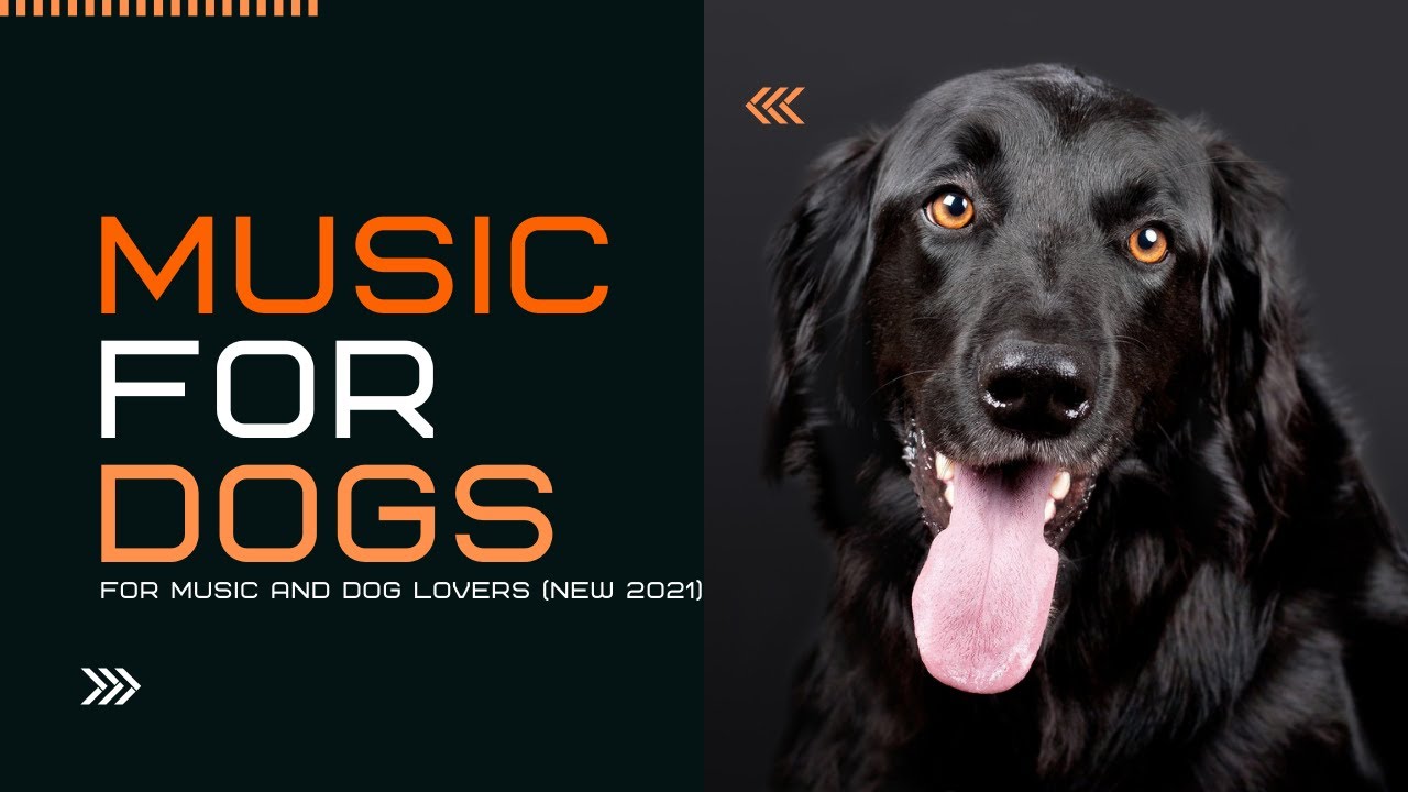 music for dogs | For music and dog lovers | dog tv - dog music | music ...