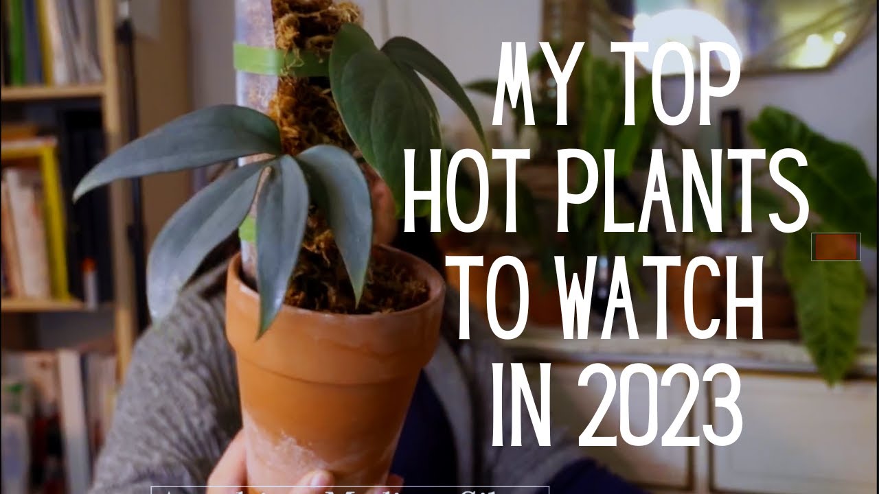 My Top Hot Plants To Watch in 2023 (Part 2) - YouTube