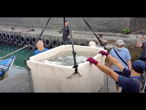 Amazing Jumping Amberjack!! Netting Crazy Day for fisher, 光榮定置漁場 ...