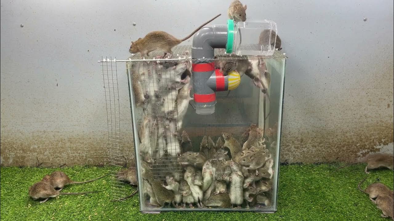 DIY.How to build Mouse trap. New idea and easy #mouse trap - YouTube