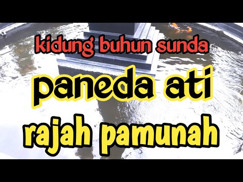 kidung buhun sunda rajah pamunah rasa paneda ati
