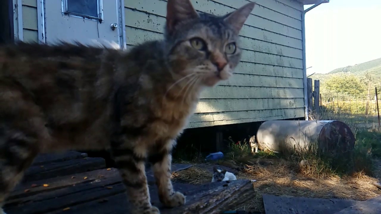 Feral Cat brief Slo-Mo - Interrupted Feeding - YouTube