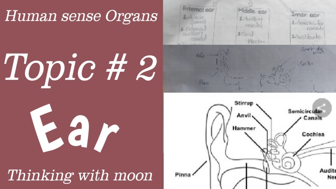 human sense organs and their functions||human ear structure and ...