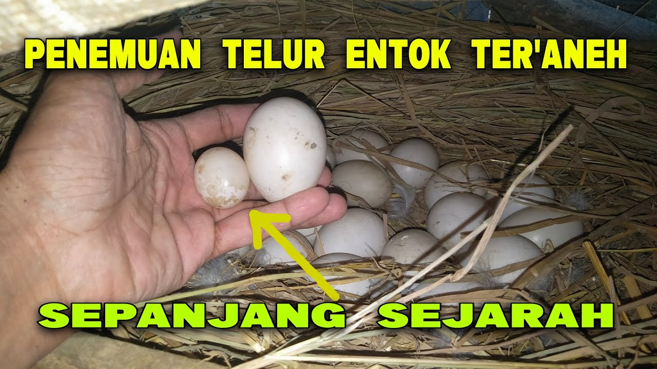 Telur Entok Teraneh & Terkecil di Dunia - YouTube