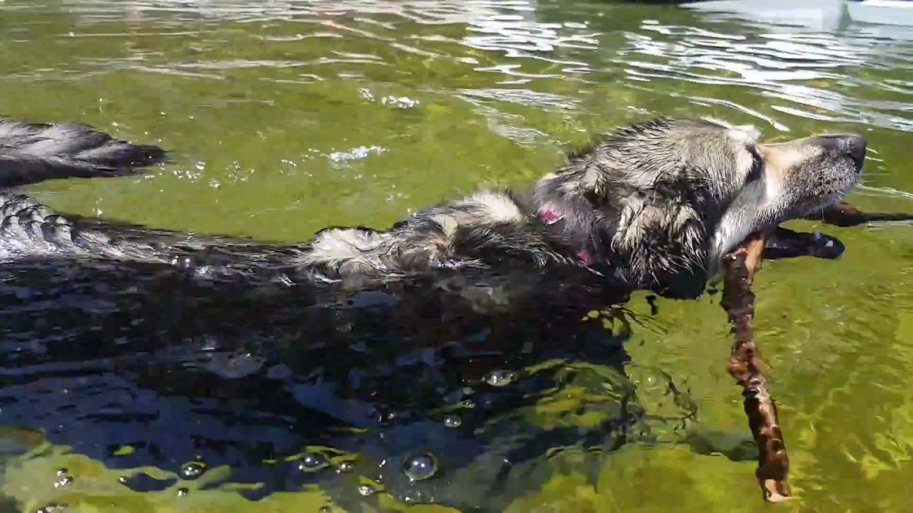 Aqua-dog - YouTube