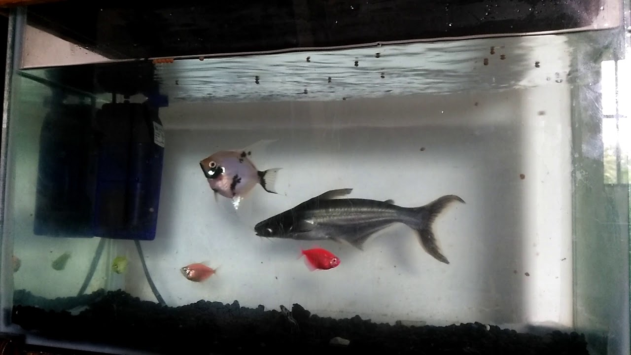 1.Tiburón tailandés o pangasio 2.Pez ángel 3.Glofish tetra(flurecentes ...