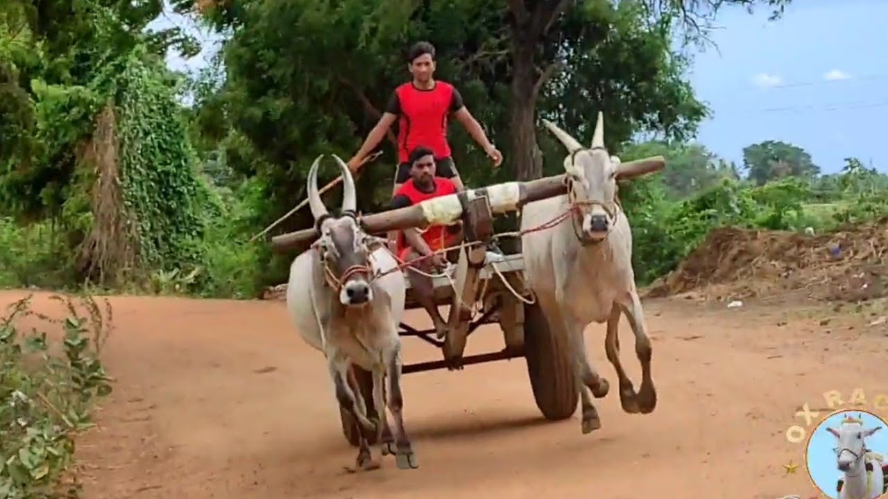 komarika bulls practicing for race - YouTube