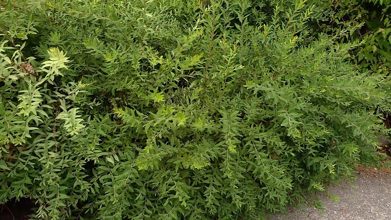 Dexter, the bush-jumper - YouTube