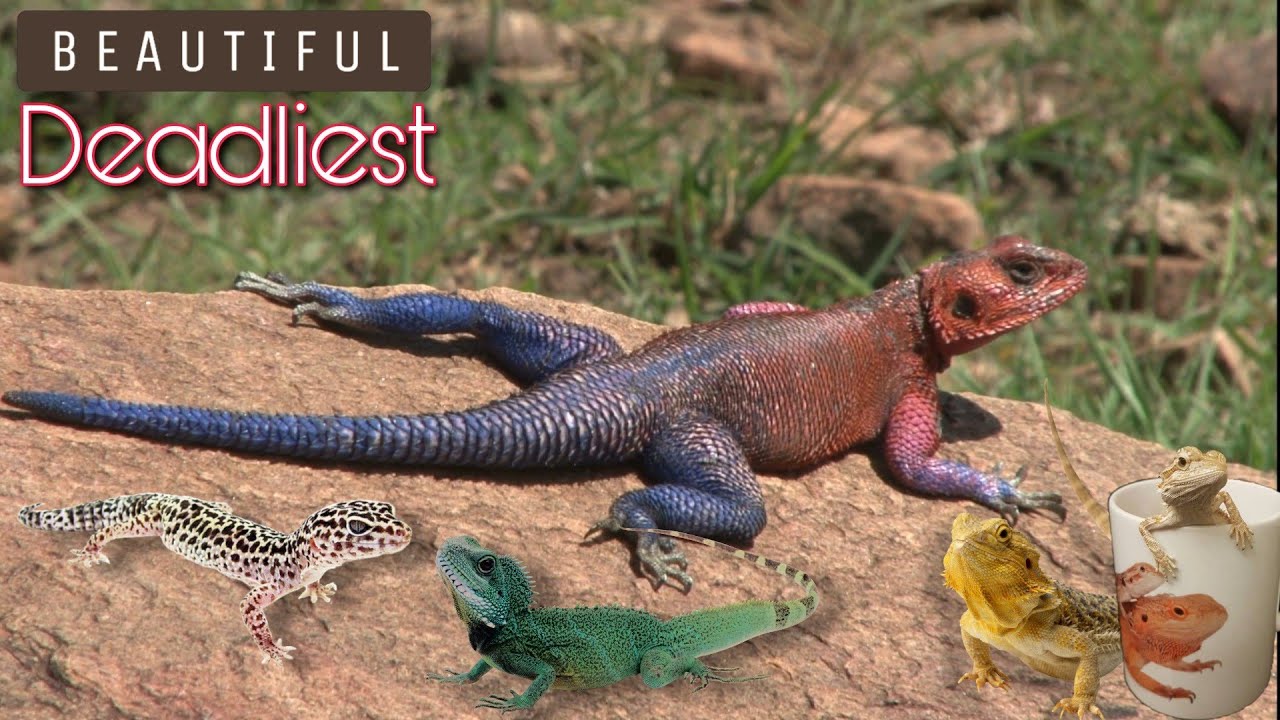 Most Beautiful Deadliest lizards that can kill you | Dangerous Animals ...