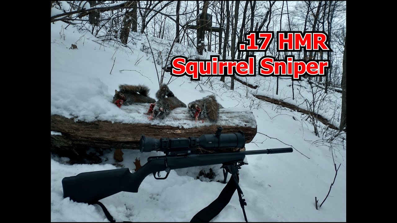 17HMR Squirrel Sniper - YouTube