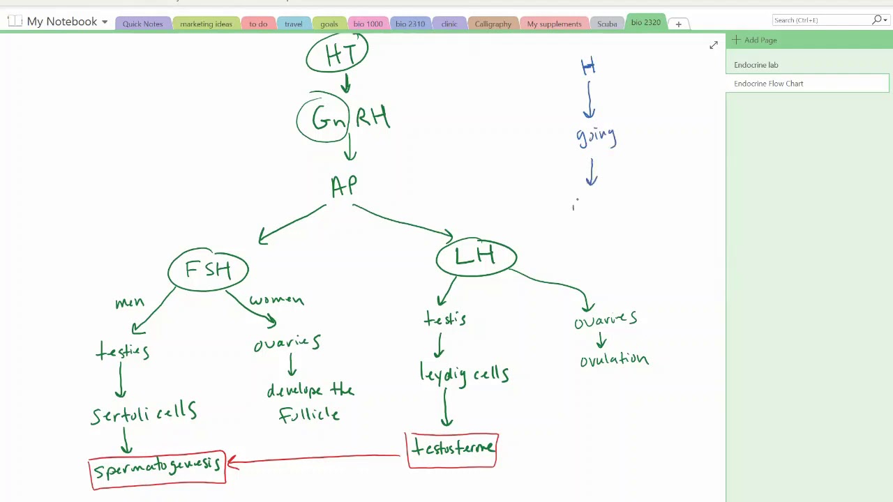 endocrine flow chart lecture, review - YouTube