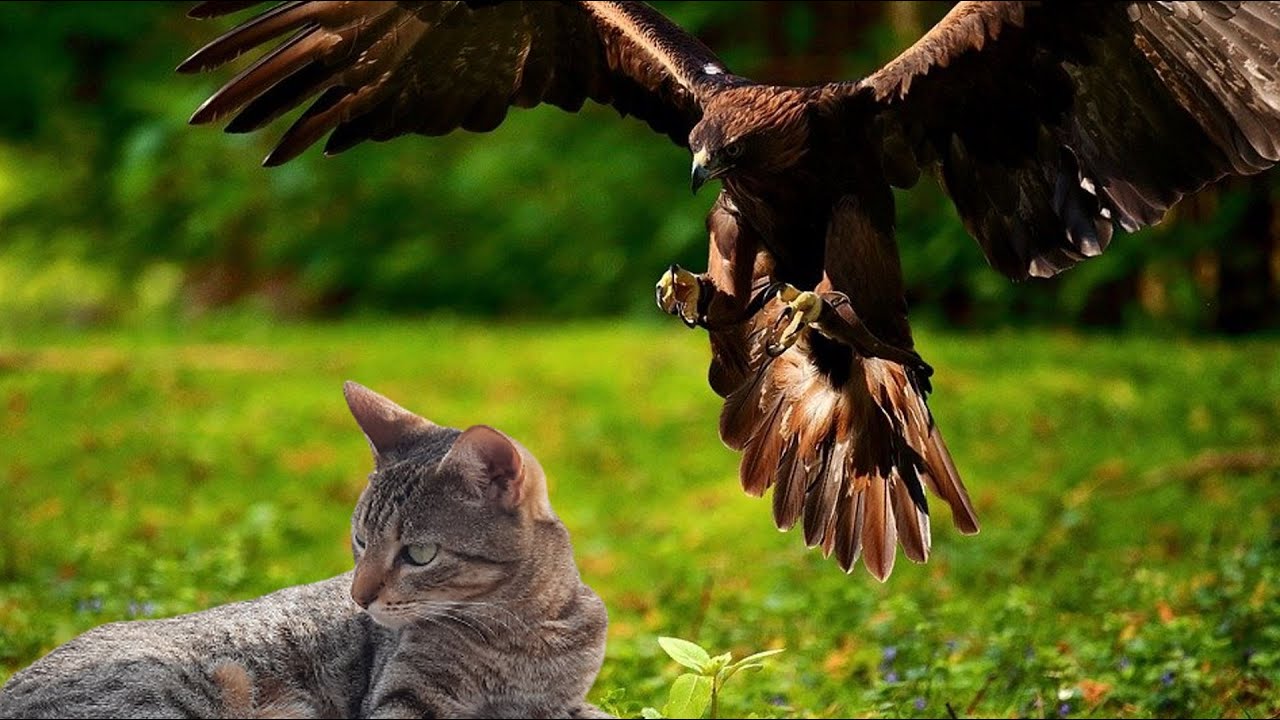 Narrow Escape: Bird of Prey Attacks My Cat in the Garden! - YouTube