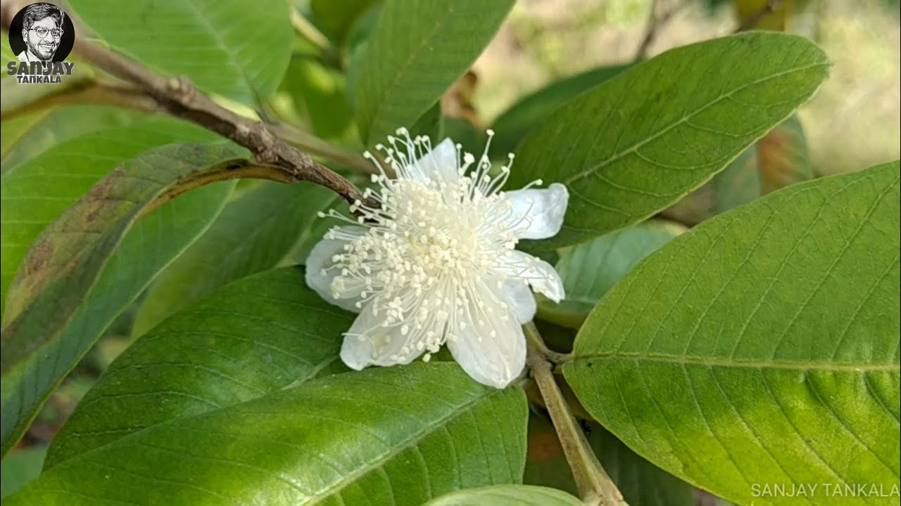 #Ugadi special song..# Vasantha ruthuvu.#tarale rade tane vasantham ...