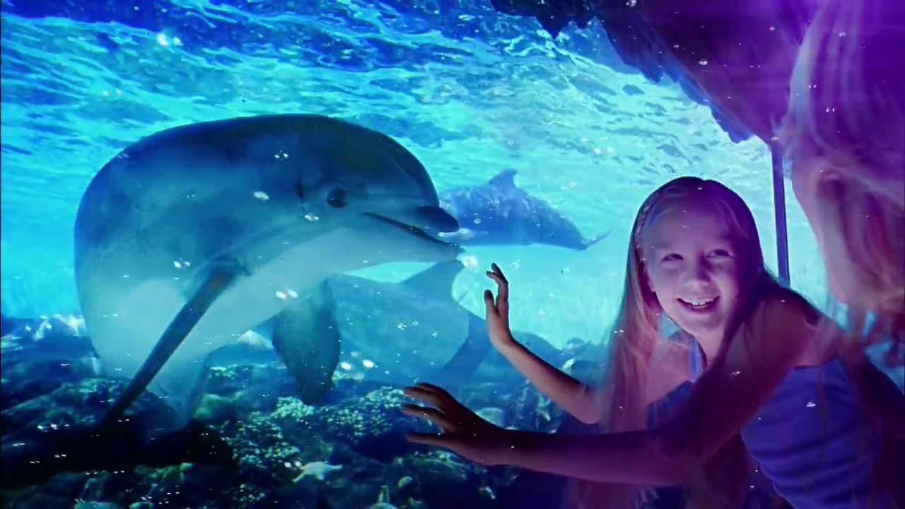 What's New at SeaWorld | SeaWorld Orlando - YouTube