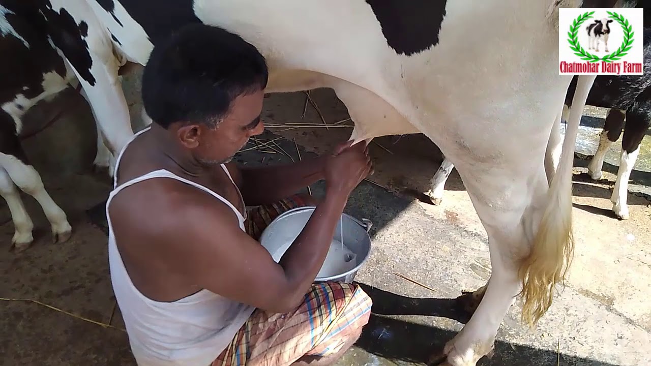 ১৬২৯ নং নিজ চোখে দেখুন ফ্রিজিয়ান গাভির দুধ দোহন সাথে বকনা বাচ্চা আছে । 01759-413471 - YouTube