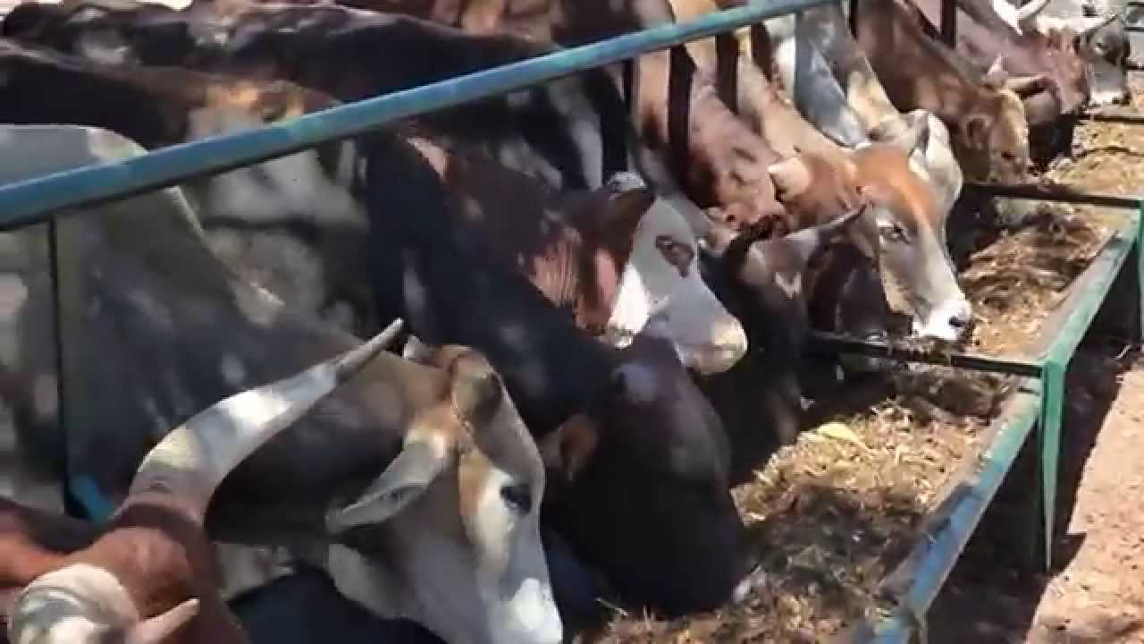 Cactus fed to 600 cattle in a feedlot South Africa - YouTube