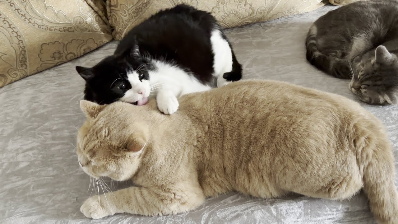 Cute Snuggly Cats - YouTube