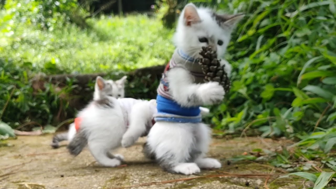 MEOWING CUTE - kitten cats - kittens meowings - Suara Binatang 547 ...
