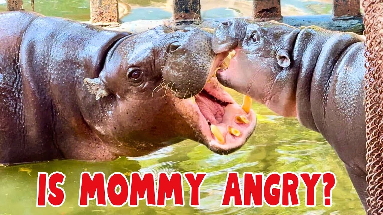 Angry Moo Deng? The Cutest Hippo's Daily Life at Khao Kheow Zoo # ...