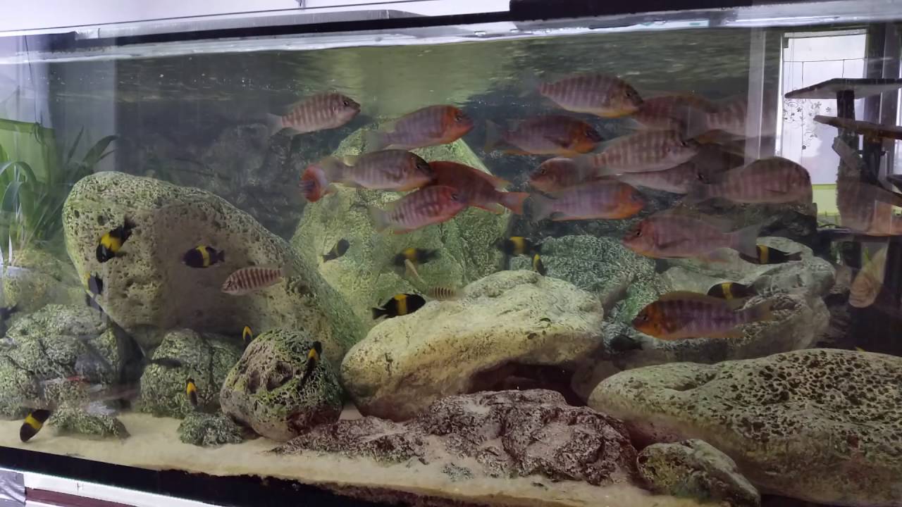 Petrochromis red bulu point , Tropheus moorii kiriza und kachese - YouTube