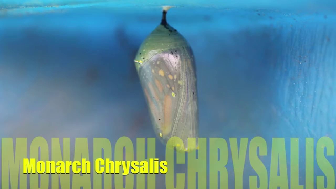 This is pretty amazing........ A Monarch chrysalis - YouTube