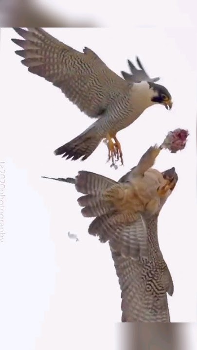 The sky speedster #shorts - YouTube