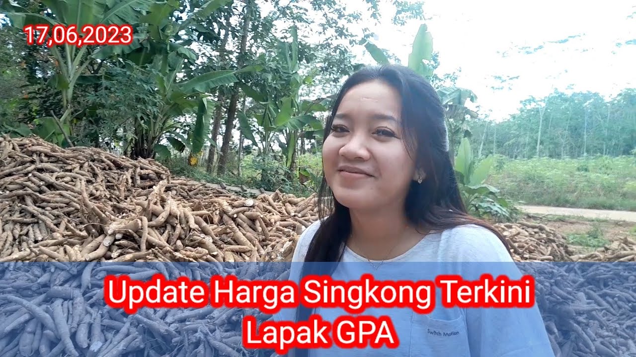 Update Harga Singkong Terbaru 17,06,2023 - YouTube