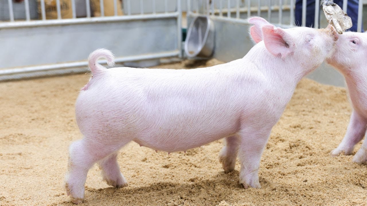 10-3 York Gilt - YouTube