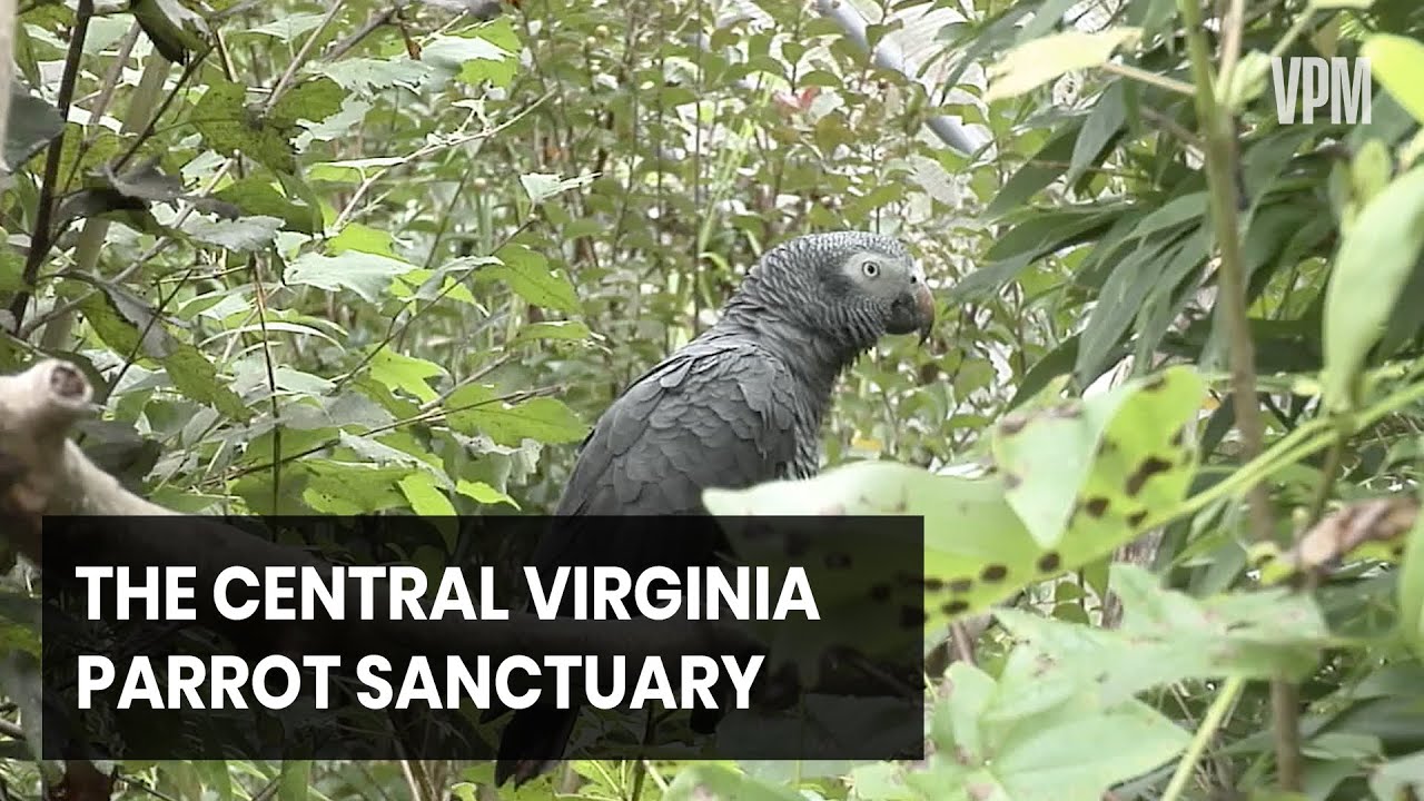 A Sanctuary for Rescued Parrots - YouTube