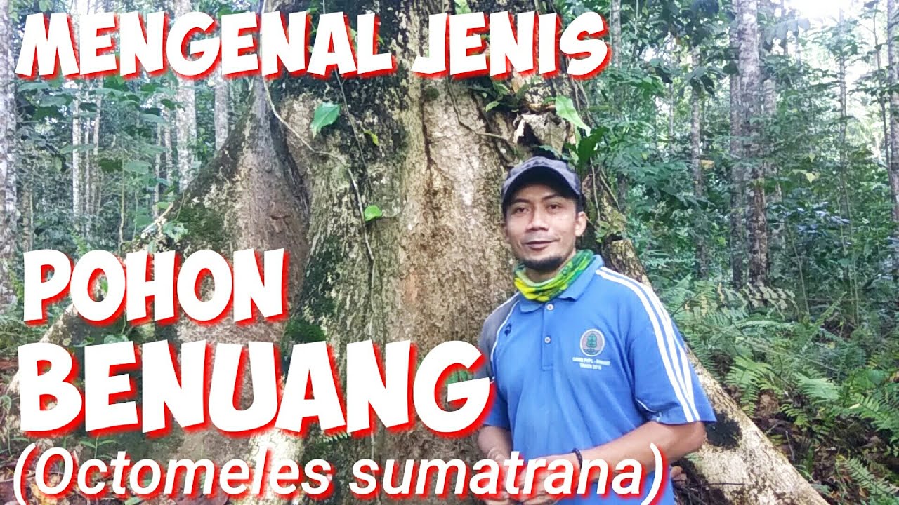 MENGENAL JENIS POHON BENUANG (Octomeles sumatrana) DI HUTAN TROPIS ...