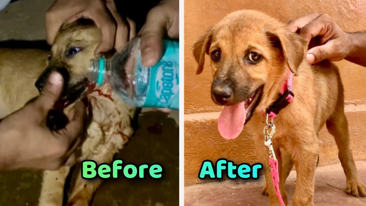 അപകടം പറ്റിയ Puppy Great Recovery Story | Puppy Rescued - YouTube